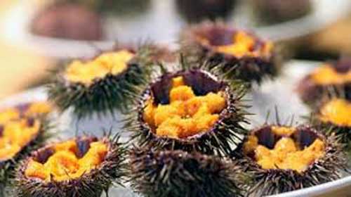 Troms Kråkebolle – Smak av kysten